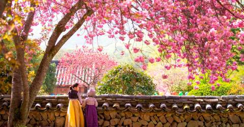 Mappamondo: viaggio per l'hanami in Corea e Giappone